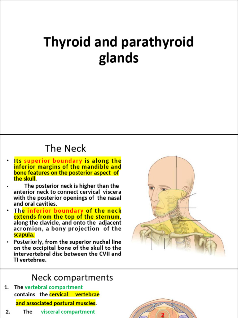 2 - Thyroid and Parathyroid | PDF | Neck | Common Carotid Artery