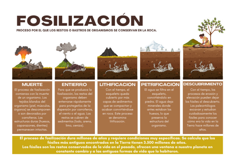 Proceso De Fosilización En Detalle Pdf Ciencias Sociales