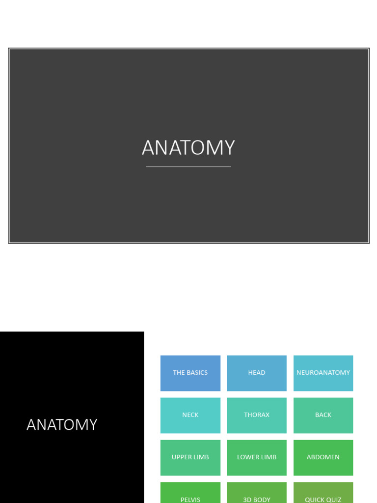 Areas of the Neck | PDF | Neck | Common Carotid Artery
