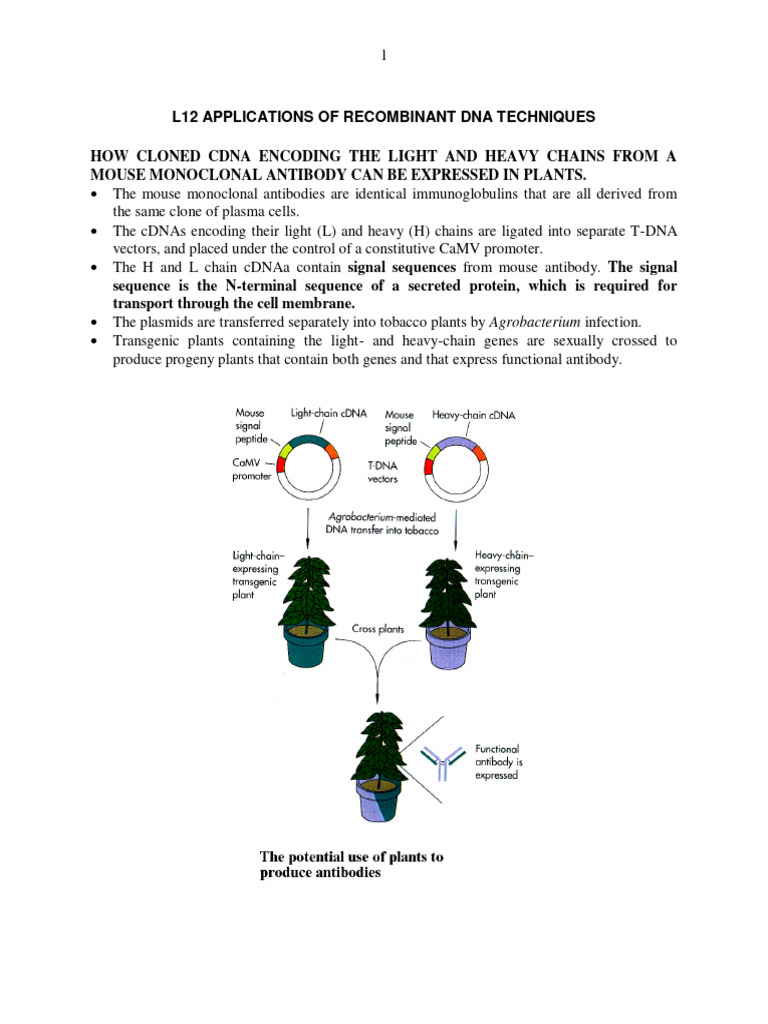 L12 Application of Recombinant DNA Technology | PDF | Sense (Molecular Biology) | Rna