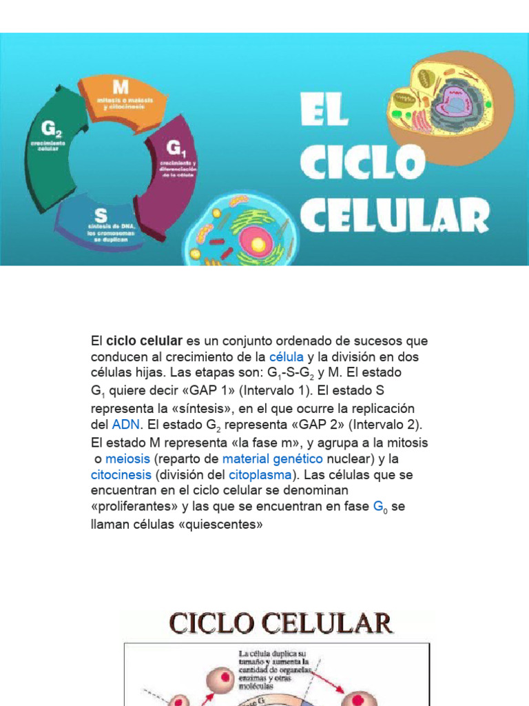 Ciclo Celular | PDF
