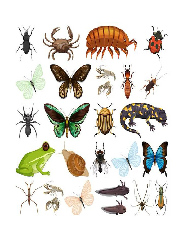 Láminas Invertebrados | PDF