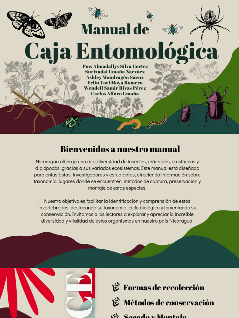 Manual de caja entomologica | Descargar gratis PDF | Escarabajo | Araña