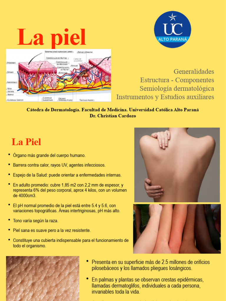 LA Piel - Generalidades 2024 - Clase 2 | PDF | Piel | Epidermis