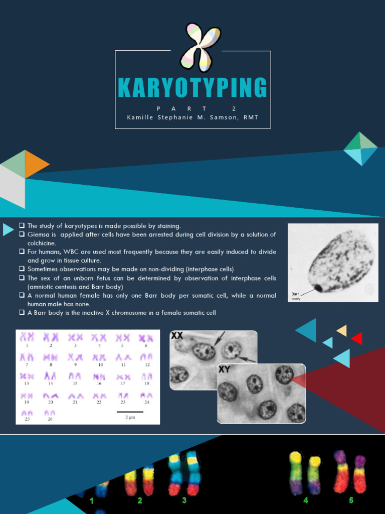Karyotyping Part 2 | PDF | Karyotype | Ploidy