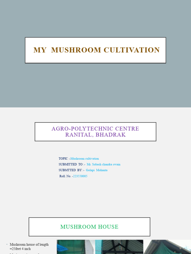 My Mushroom Cultivation | PDF | Mushroom