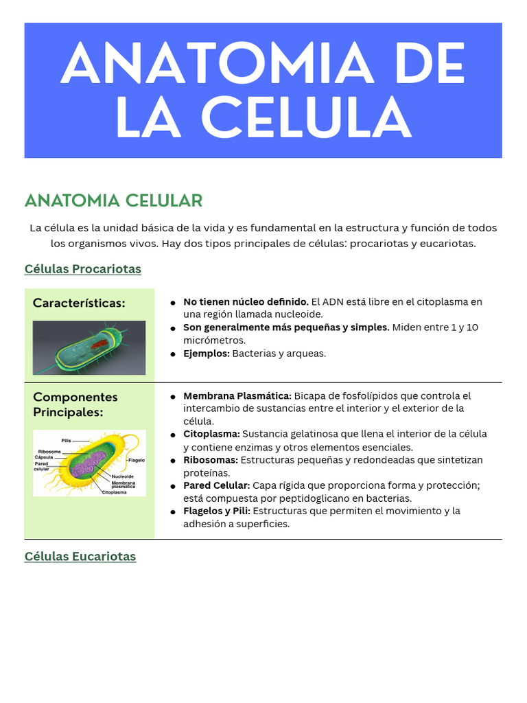 RESUMEN DE ANATOMIA DE LA CELULA | PDF | Biología Celular) | Citoplasma