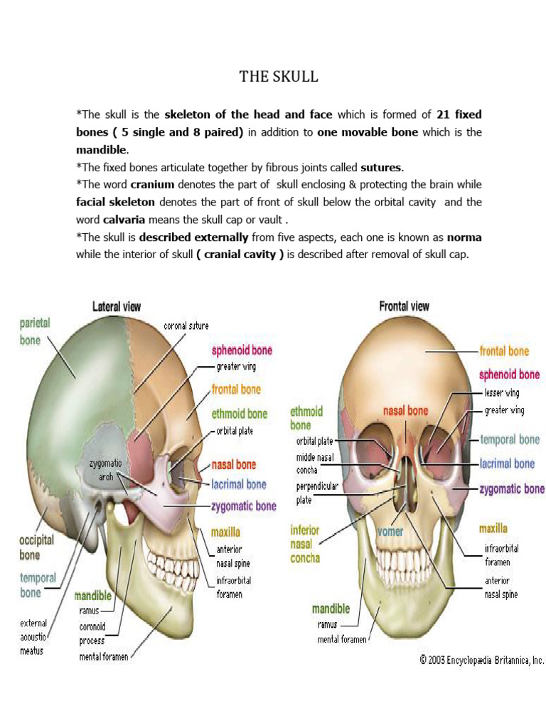 Anatomy of Skull | PDF | Skull | Musculoskeletal System