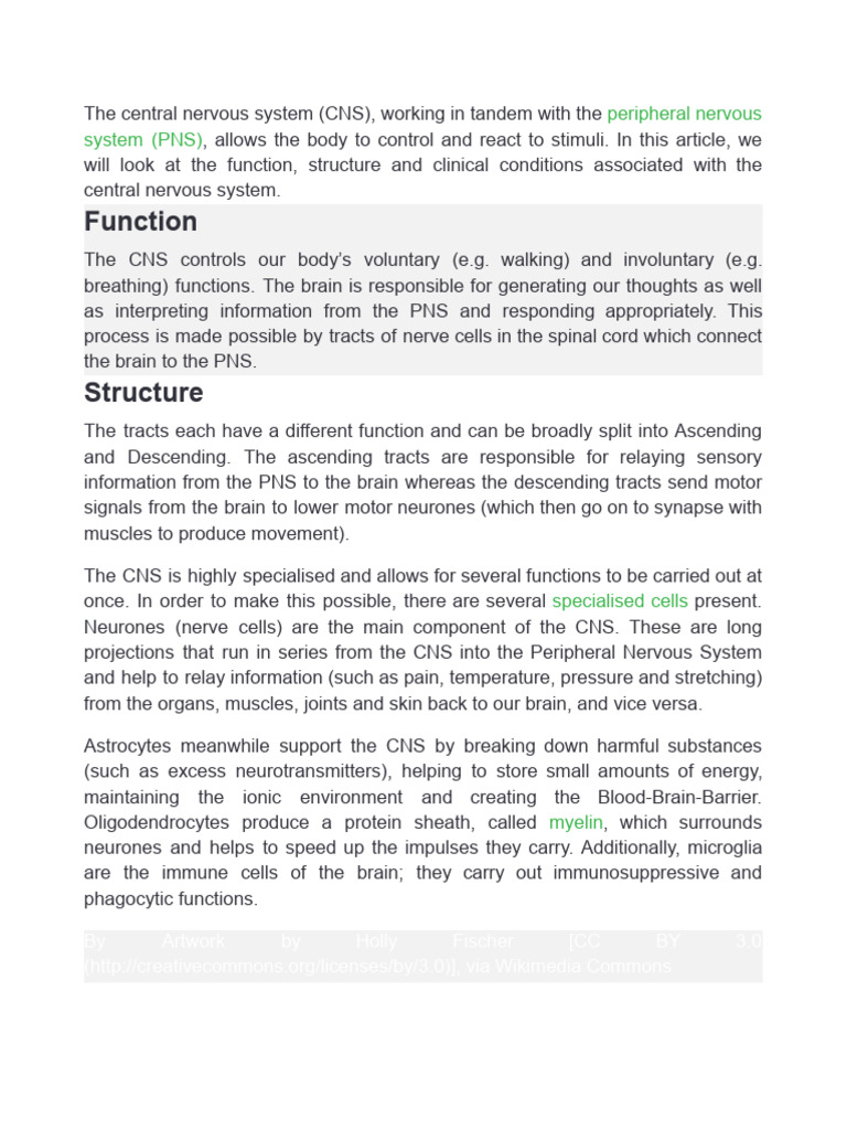 Central Nervous System | PDF | Central Nervous System | Neuroscience