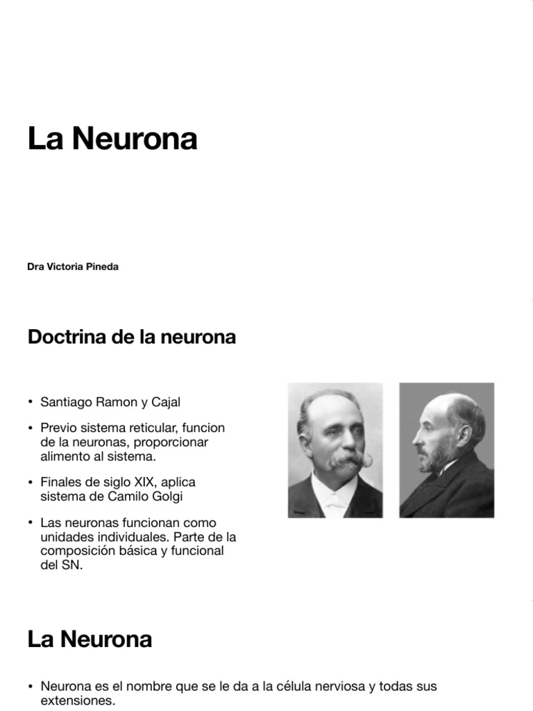 La Neurona | PDF | Neurona | Citoplasma