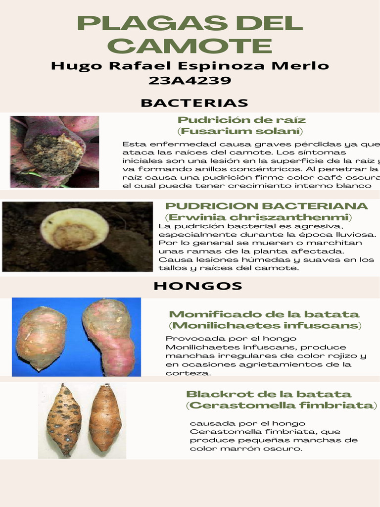 plagas en el camote | PDF