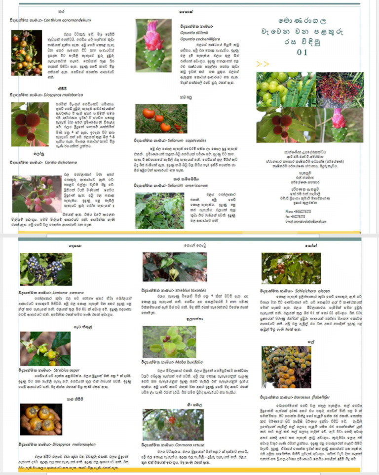 Wana-Palathuru 01 Si Leaflet 3 | PDF