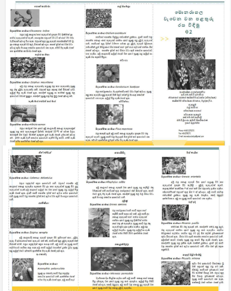 Wana-Fruits 02 Si Leaflet 4 | PDF