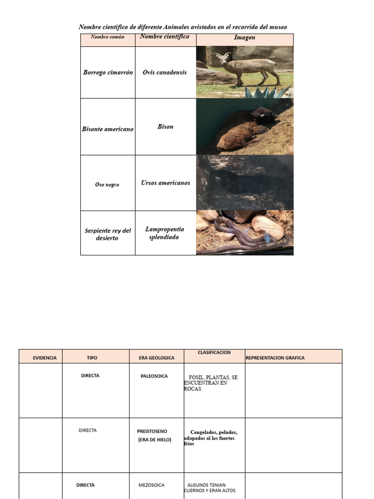 Clasificación de Animales y Reinos Biológicos | PDF | Biología | Organismos