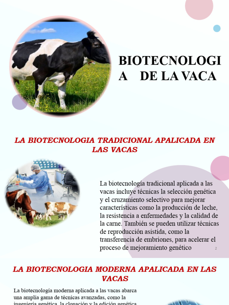 Biotecnologia de La Vaca | PDF | Biotecnología | Vacas