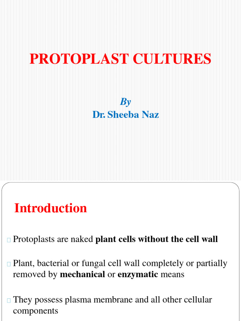 Protoplast Cultures 2023 | PDF | Polyethylene Glycol | Cell Culture