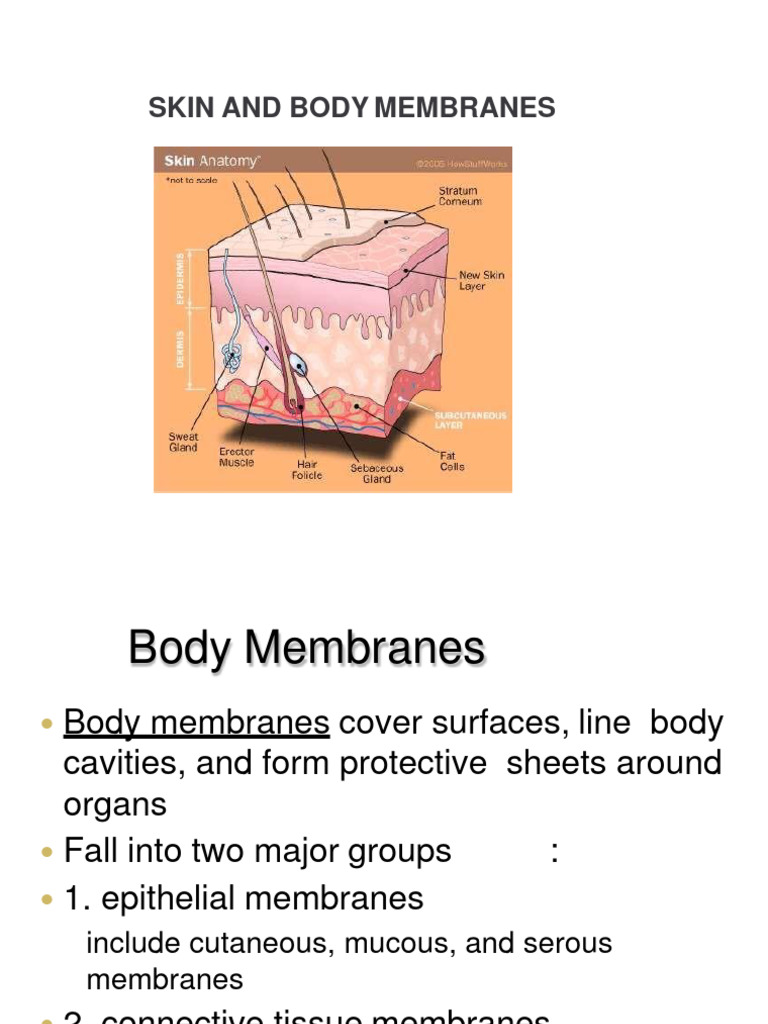 Body membranes | PDF | Skin | Epidermis