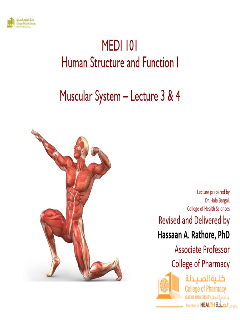 Muscular system | PDF | Anatomical Terms Of Motion | Skeletal Muscle