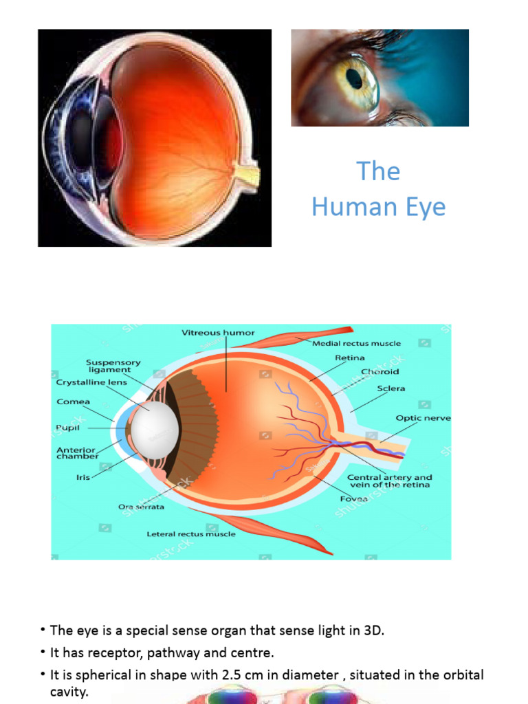 Anatomy of Eye | PDF | Eye | Visual Perception