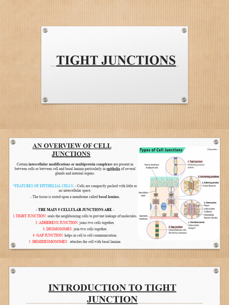 Tight Junctions Vatsala | PDF | Epithelium | Cell Membrane