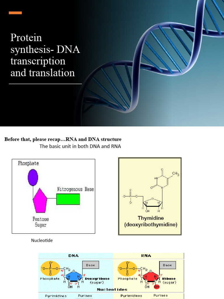 Protein Synthesis - DNA Transcription and Translation-2 | PDF ...