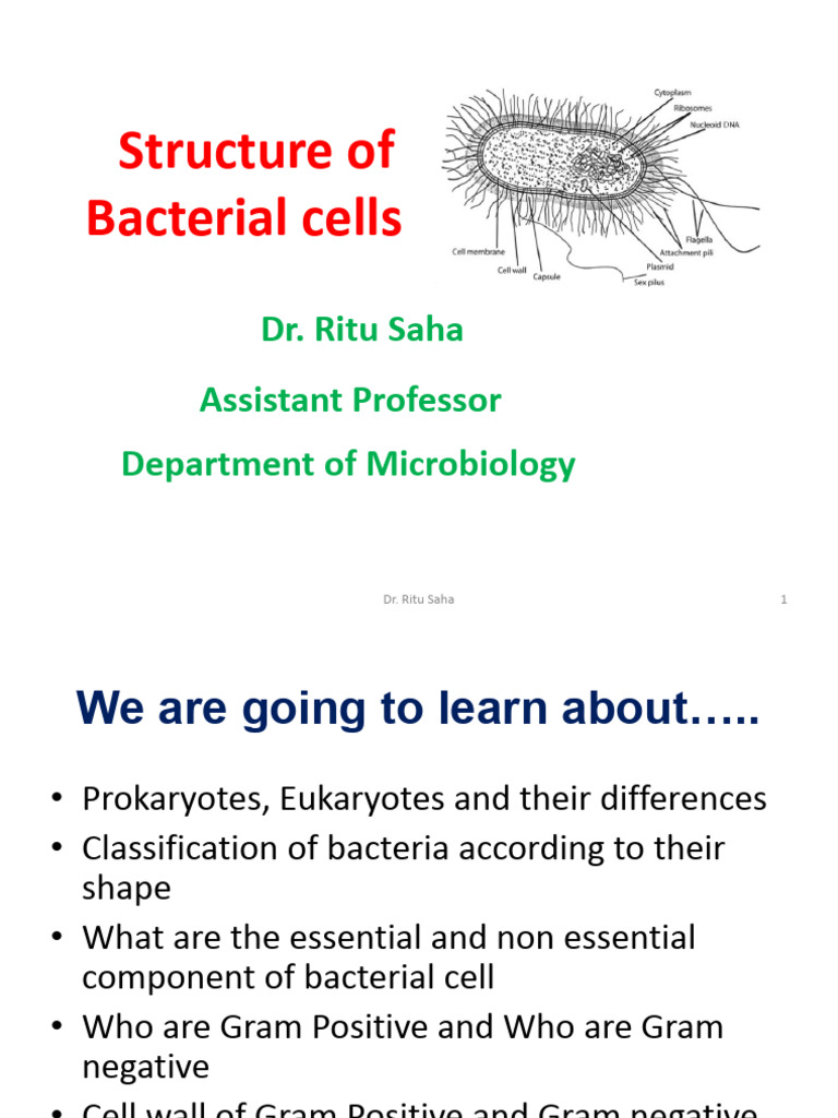 Cell Sructure For Handnote | PDF | Bacteria | Lipopolysaccharide