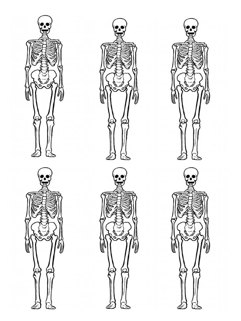 Skeleton Pdf