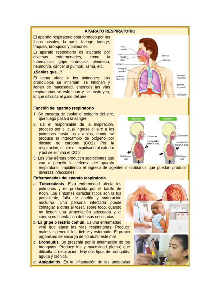 Aparato Respiratorio Lectura | PDF | Tos | Sistema respiratorio