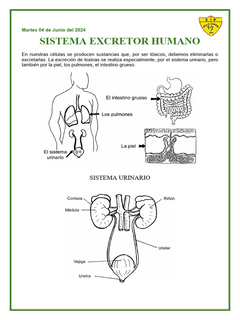 Sistema Excretor Humano para Quinto de Primaria | PDF | Sistema urinario | Excreción