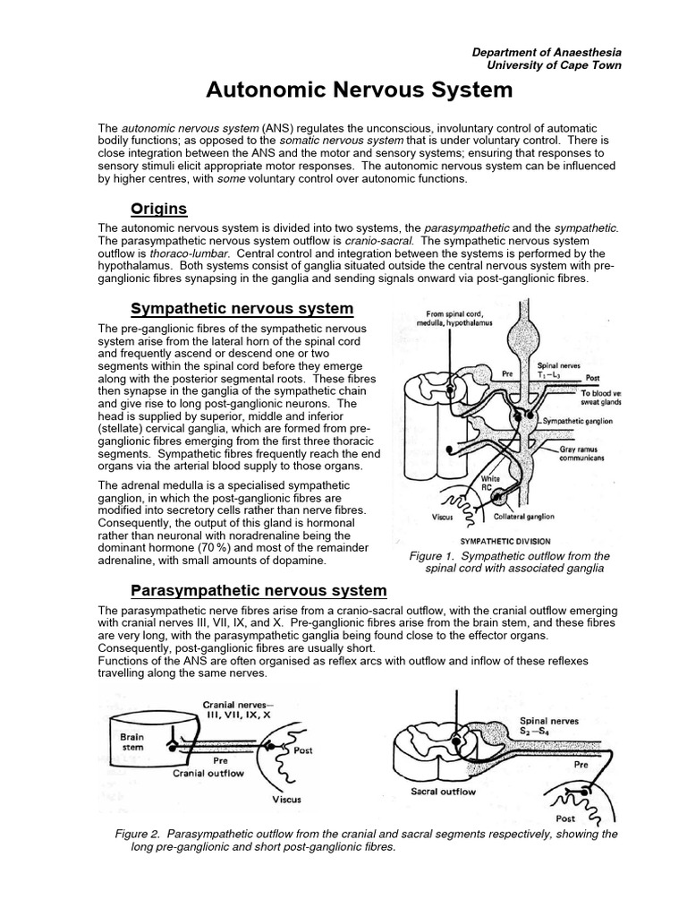 08 Autonomic Nervous System | PDF | Acetylcholine | Autonomic Nervous ...