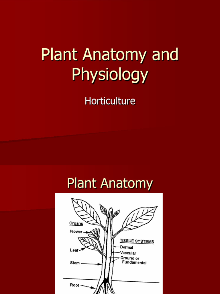 Plant Anatomy and Physiology | Download Free PDF | Plant Stem | Leaf