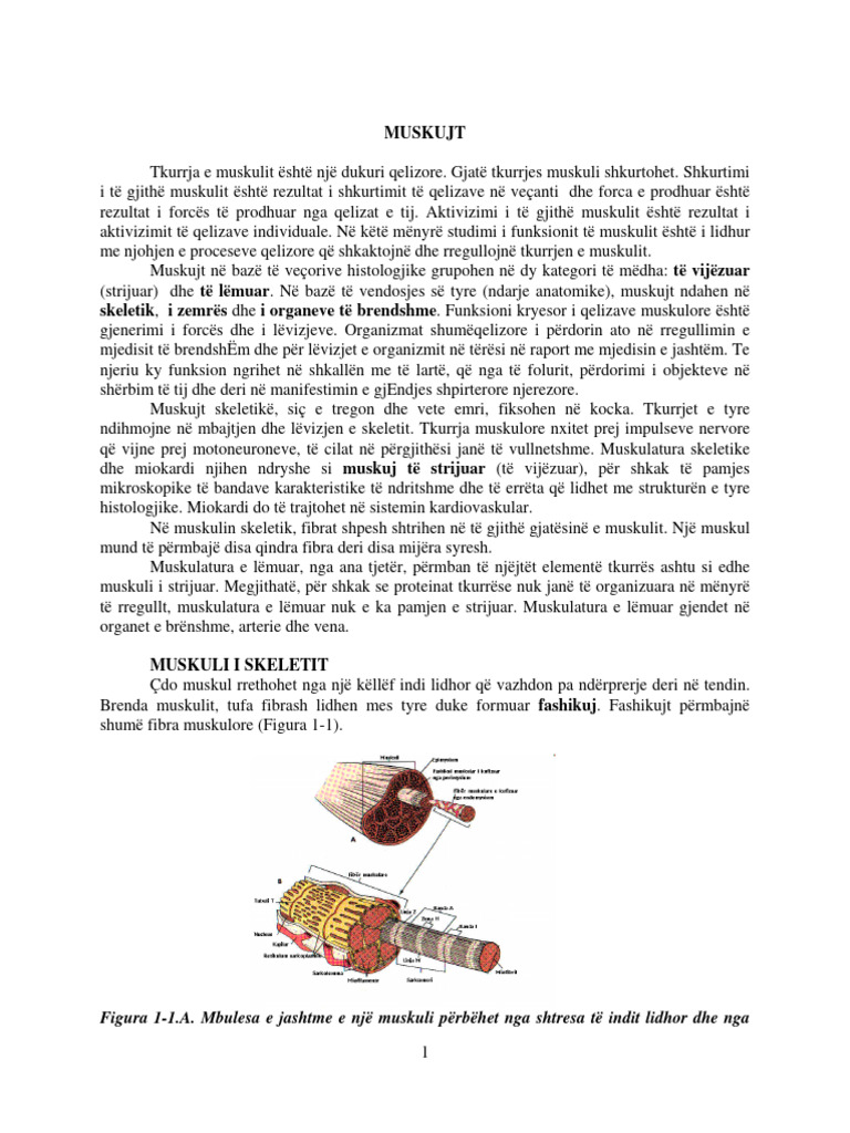 Permbledhje Fizio | PDF