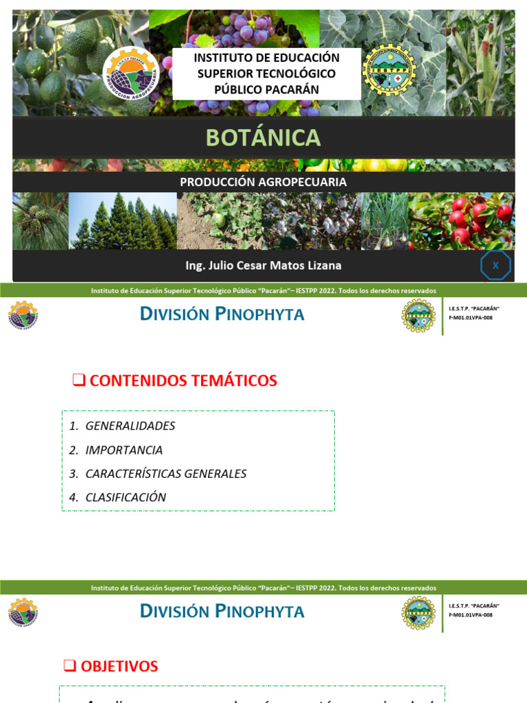 SESION #10-División Pinophyta | PDF | Organismos | Botánica