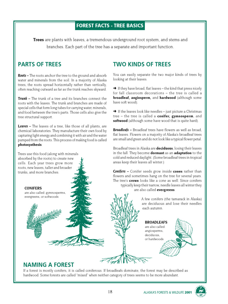 Forests I - Tree Facts | PDF | Trees | Leaf