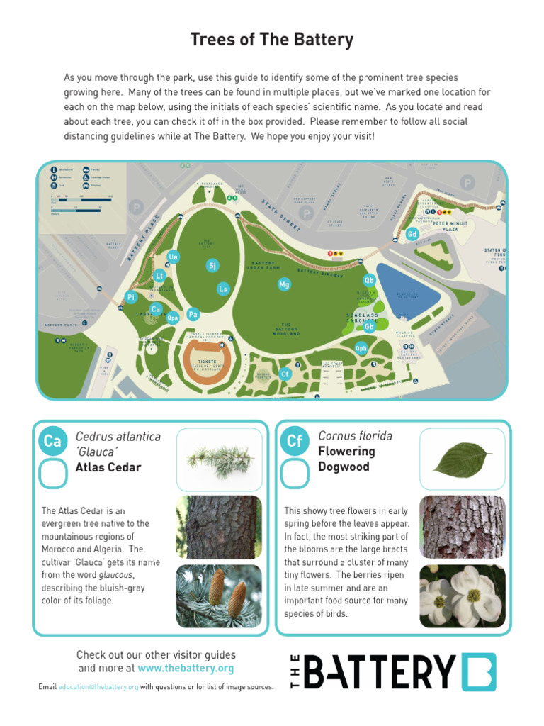 Trees of The Battery Visitor Guide | PDF | Oak | Trees