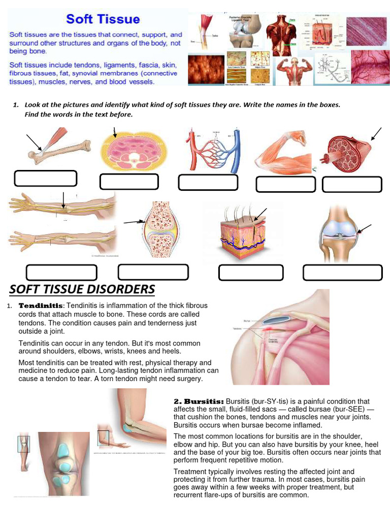 Soft Tissues | PDF | Knee | Medical Specialties