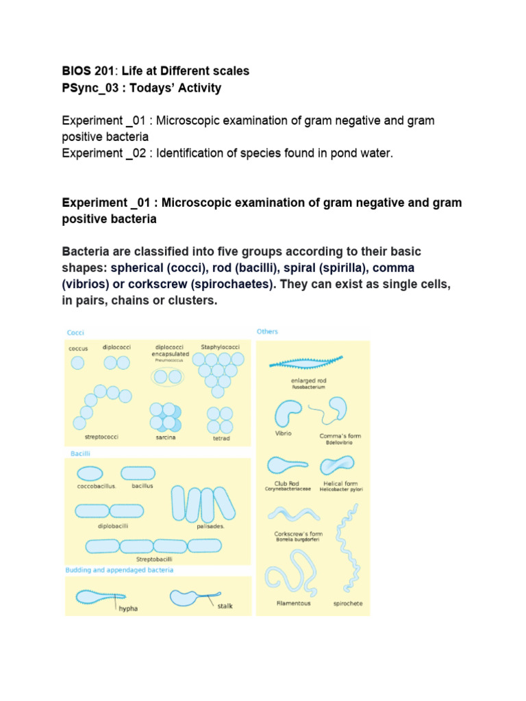 Slides For Life at Different Scales | PDF | Gram Positive Bacteria ...