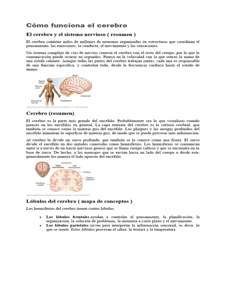 Cómo funciona el cerebro | PDF | Cerebro | Neurona