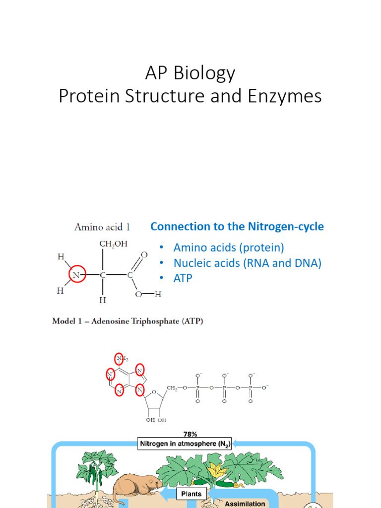 AP Biology Protein Structure and Enzymes | PDF | Amino Acid | Enzyme