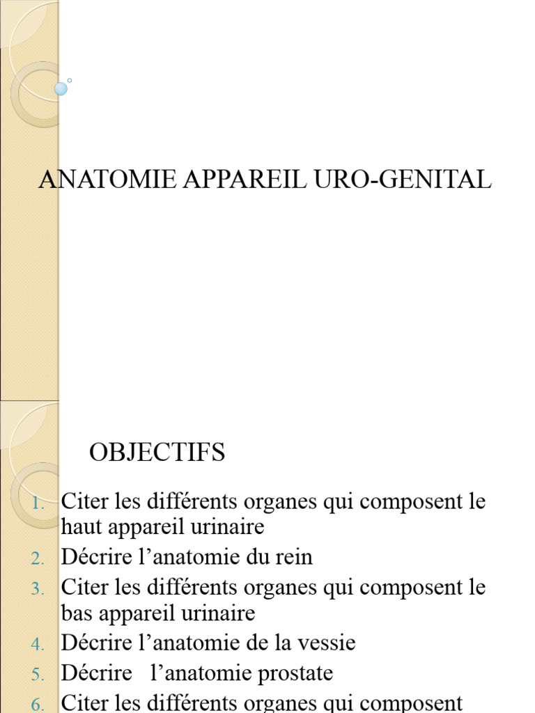 Anatomie Appareil Uro-Genital | PDF | Appareil urinaire | Rein