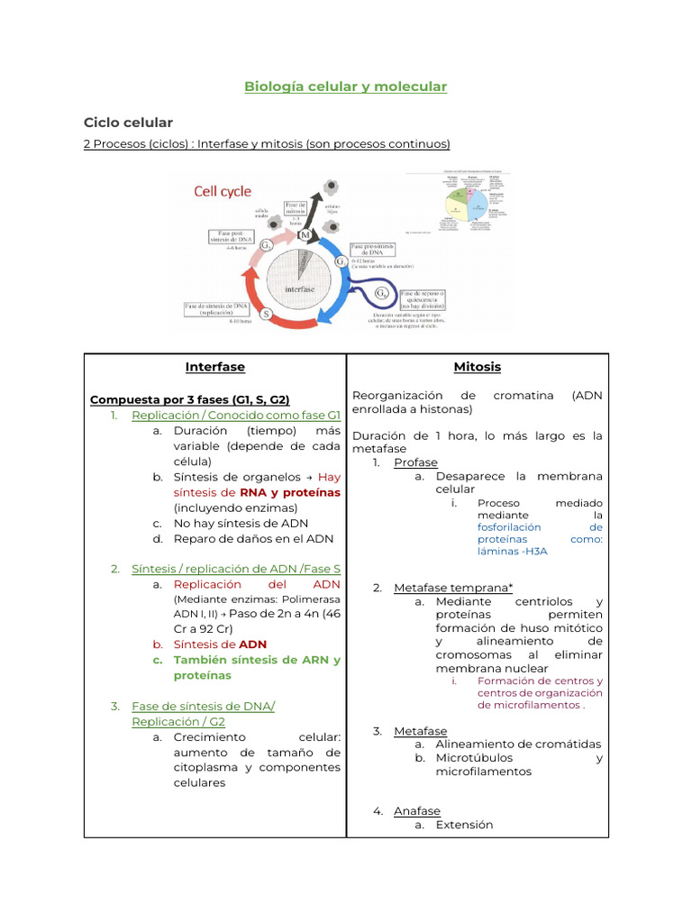 Biología Celular y Molecular - Ciclo Celular, Control Del Ciclo Celular, Replicación Celular ...