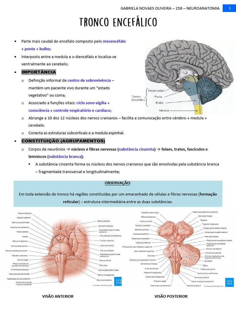 6 - Tronco Encefálico | PDF | Medula espinhal | Cerebelo