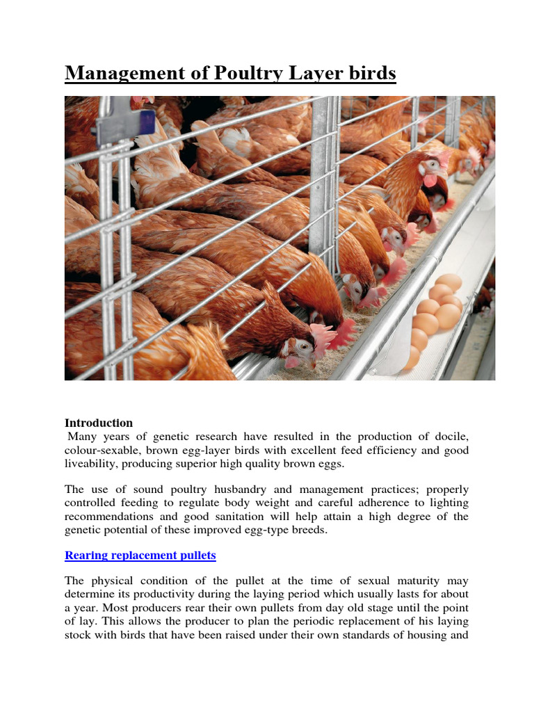 Management of Poultry Layer Birds | PDF | Chicken | Poultry