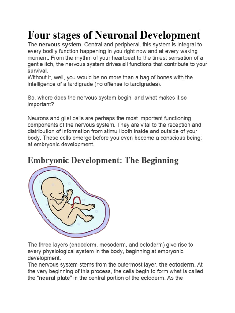 Four Stages of Neuronal Development | PDF | Neuron | Nervous System