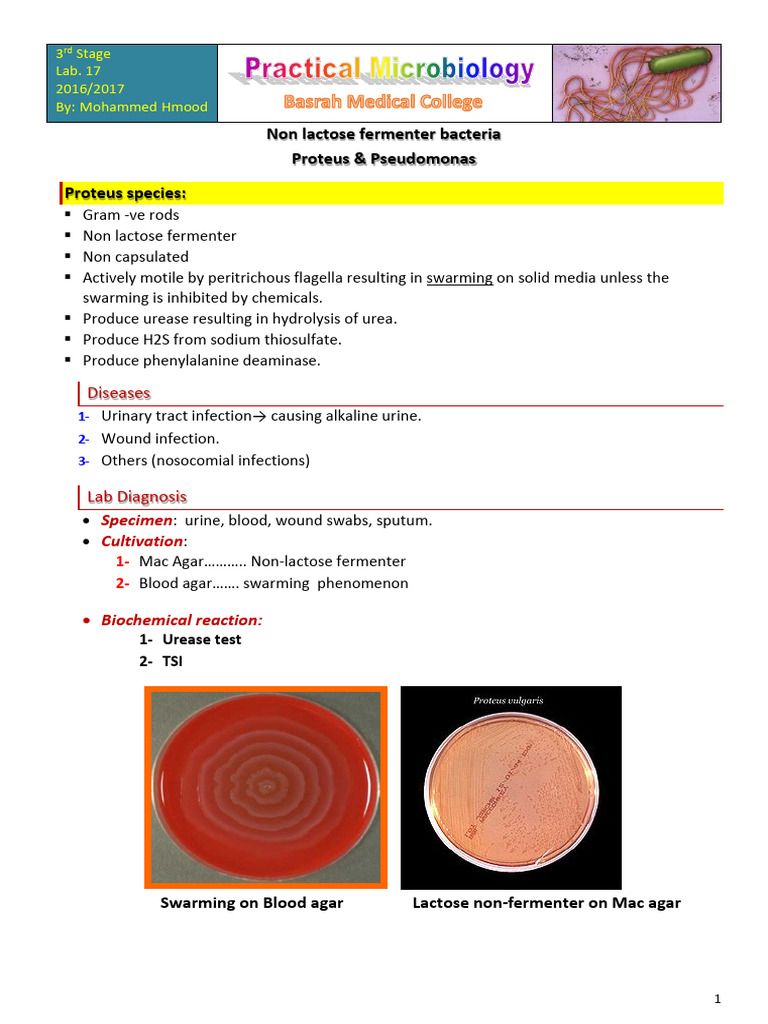 Practical Microbiology | PDF | Pseudomonas Aeruginosa | Microbiology