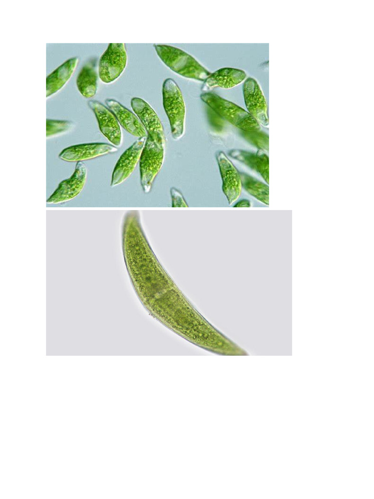 Algas Unicelulares | PDF