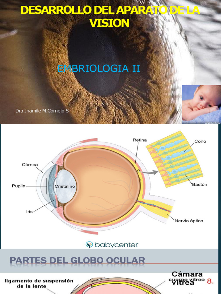 Vision -Ojo Embrio | Descargar gratis PDF | Ojo humano | Epitelio