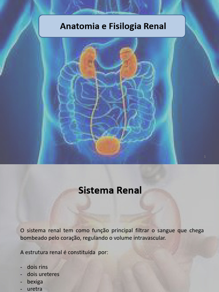 Anatomia e Fisiologia do Sistema Renal | PDF | Rim | Sistema urinário
