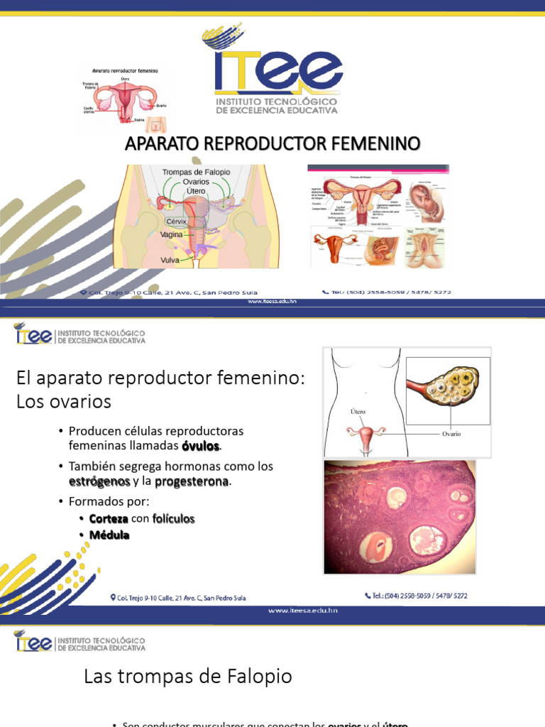 Sistema reproductor femenino | Descargar gratis PDF | Sistema reproductivo | Ciclo menstrual