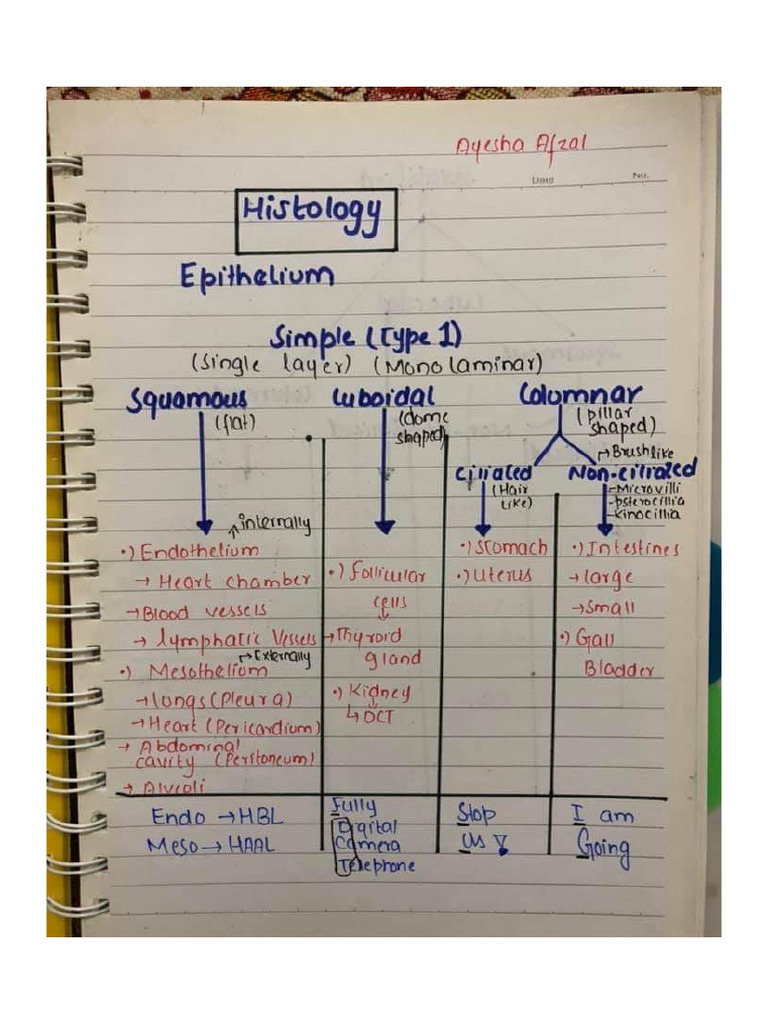 Histology Notes | PDF